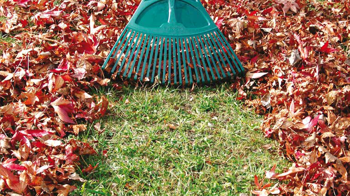 Ramassage de feuilles - Entretien Paysager Gatineau - Coupe de pelouse